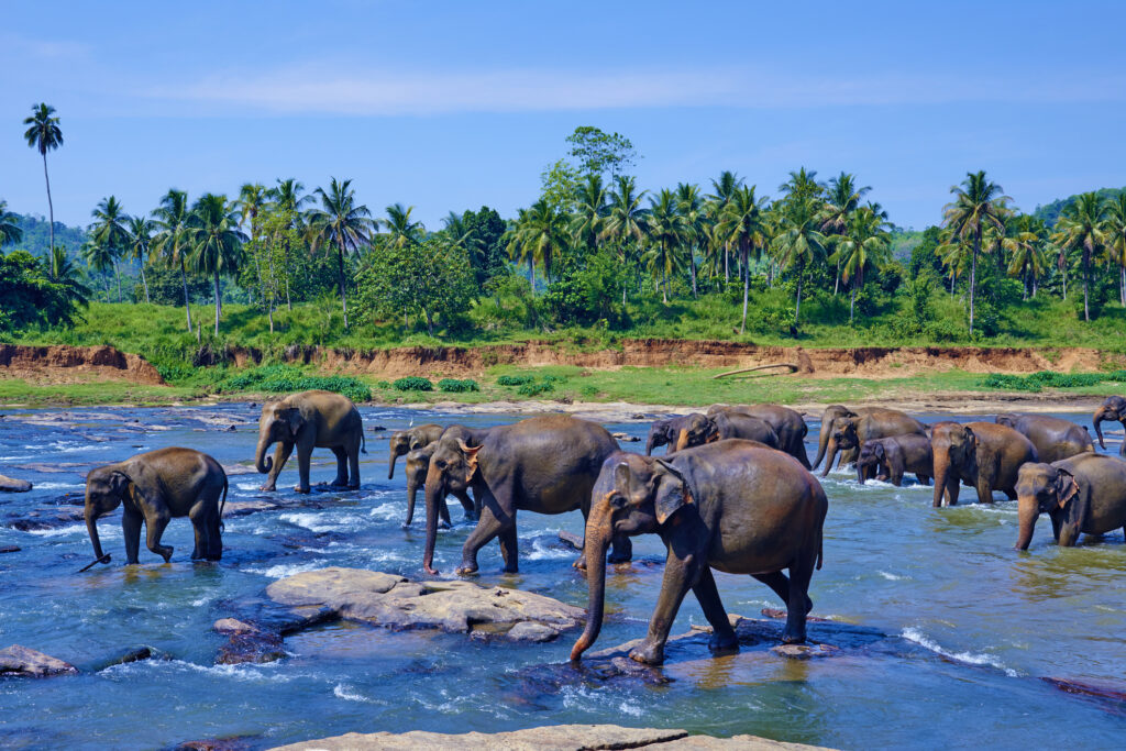 Reiseguide til Sri Lanka - Reisetips